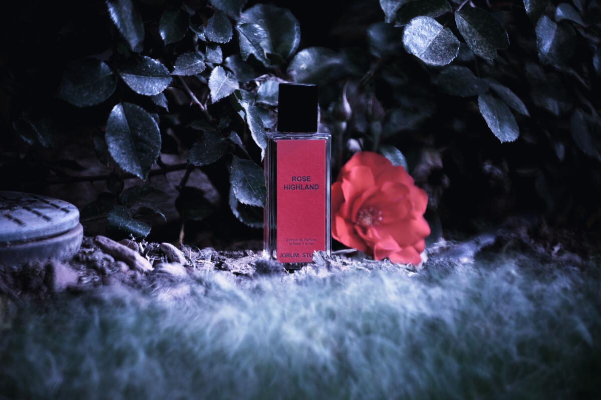 Rose Highland Jorum Studio сүрчиг - a шинэ сүрчиг эрэгтэй эмэгтэй 2022