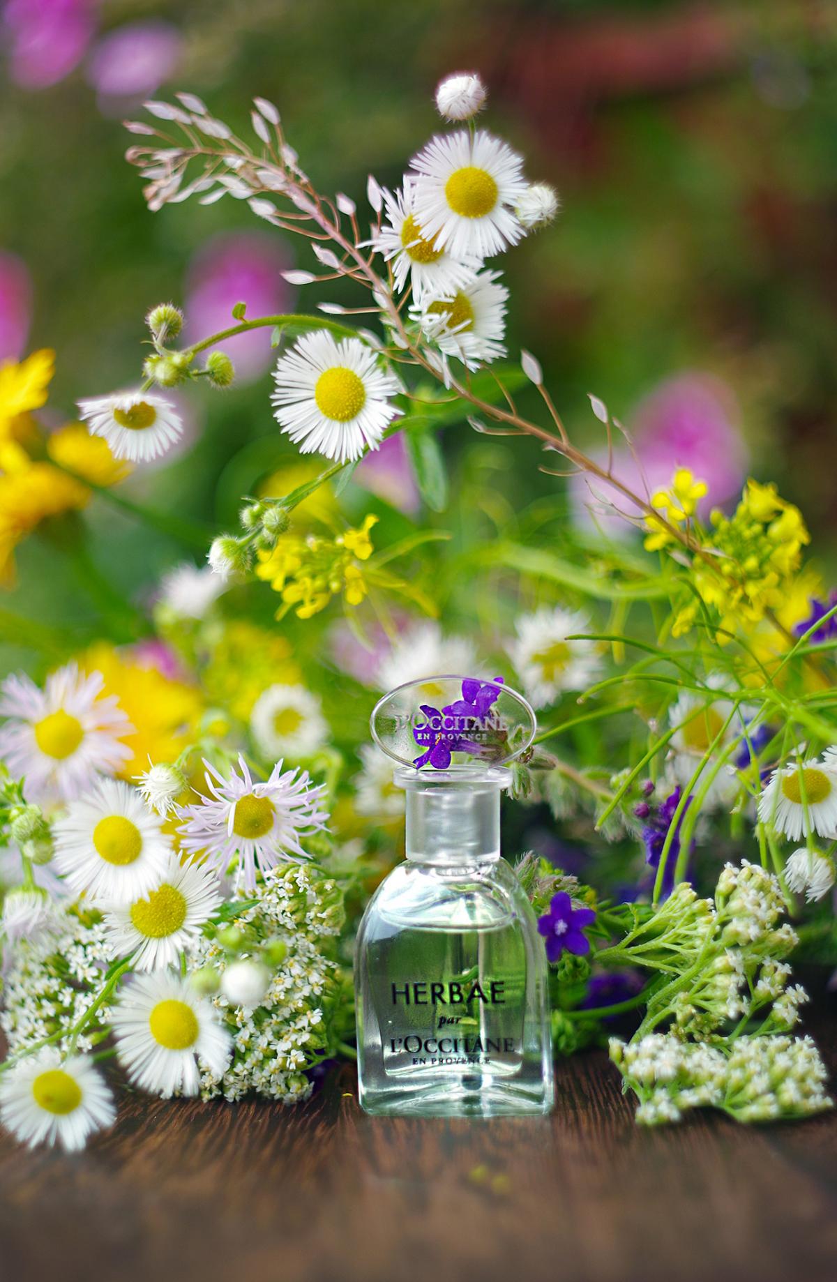 Herbae Loccitane En Provence Perfume A Fragrância Compartilhável 2019