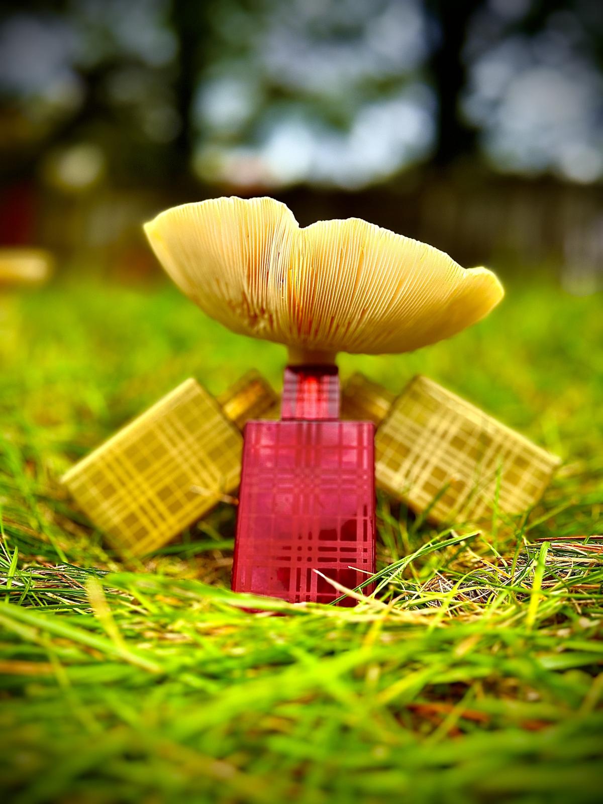 Burberry Brit Red Burberry perfume - a fragrance for women 2004