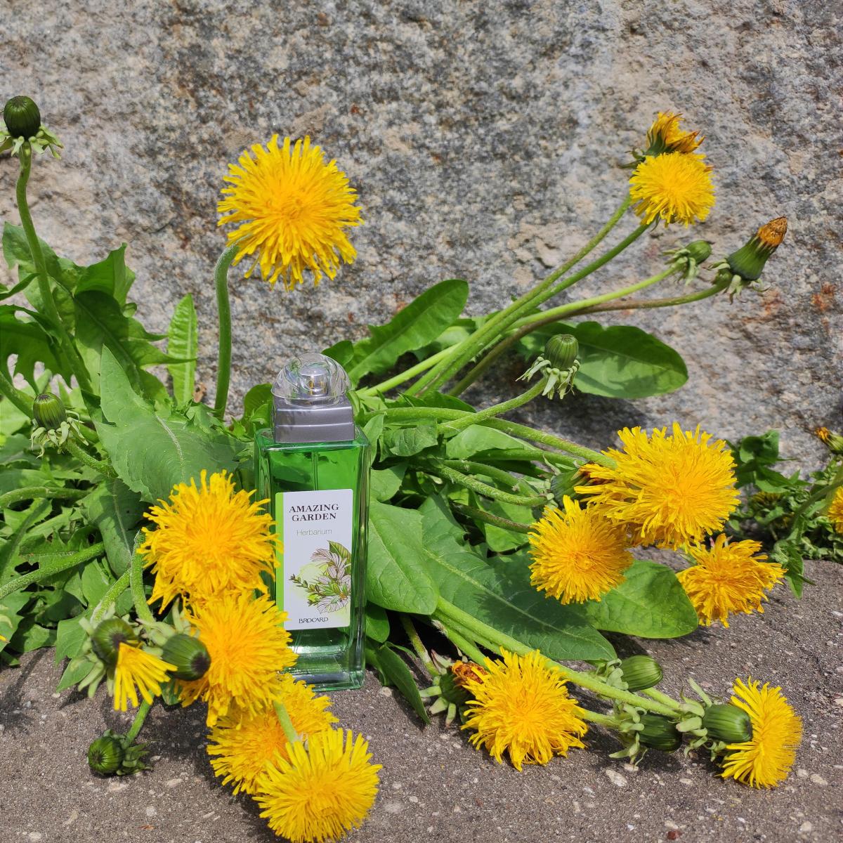 Herbarium Brocard perfume - a new fragrance for women and men 2022
