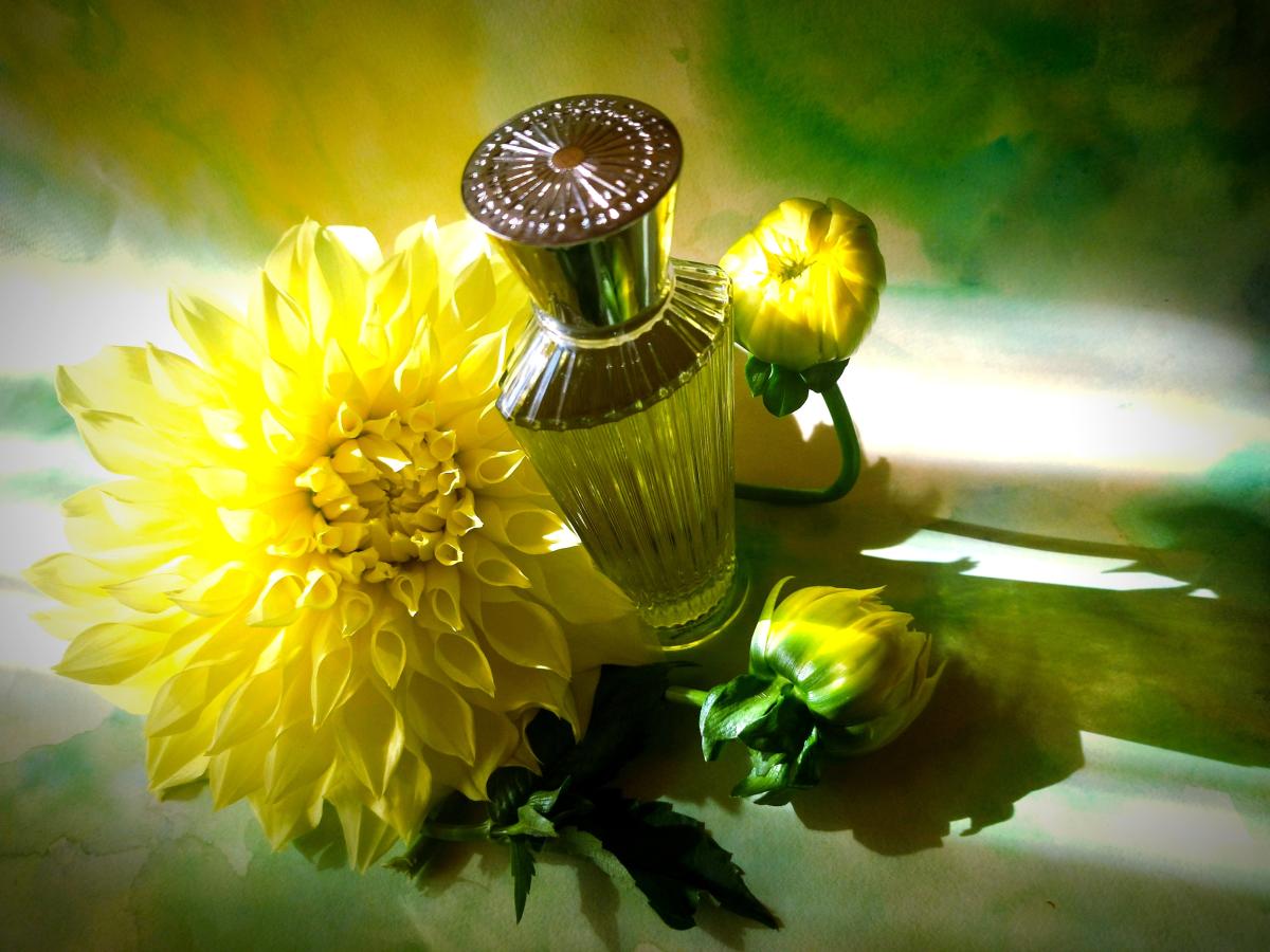 Ashoka Neela Vermeire Creations perfume - a fragrance for women and men ...