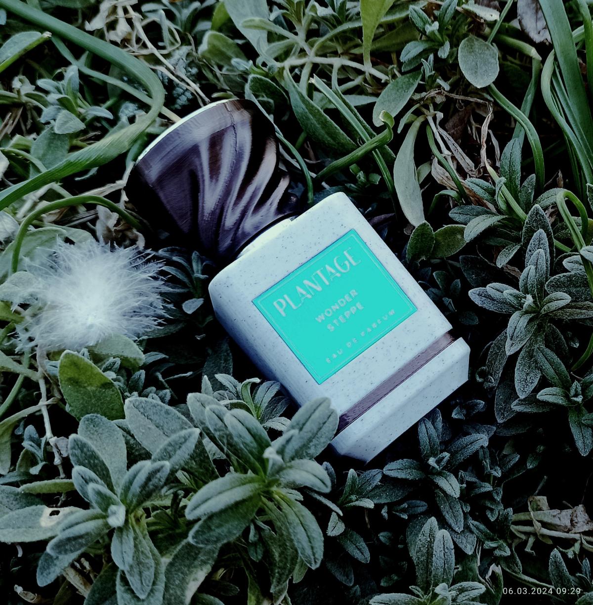 Wondersteppe Plantage perfume - a fragrance for women and men 2023