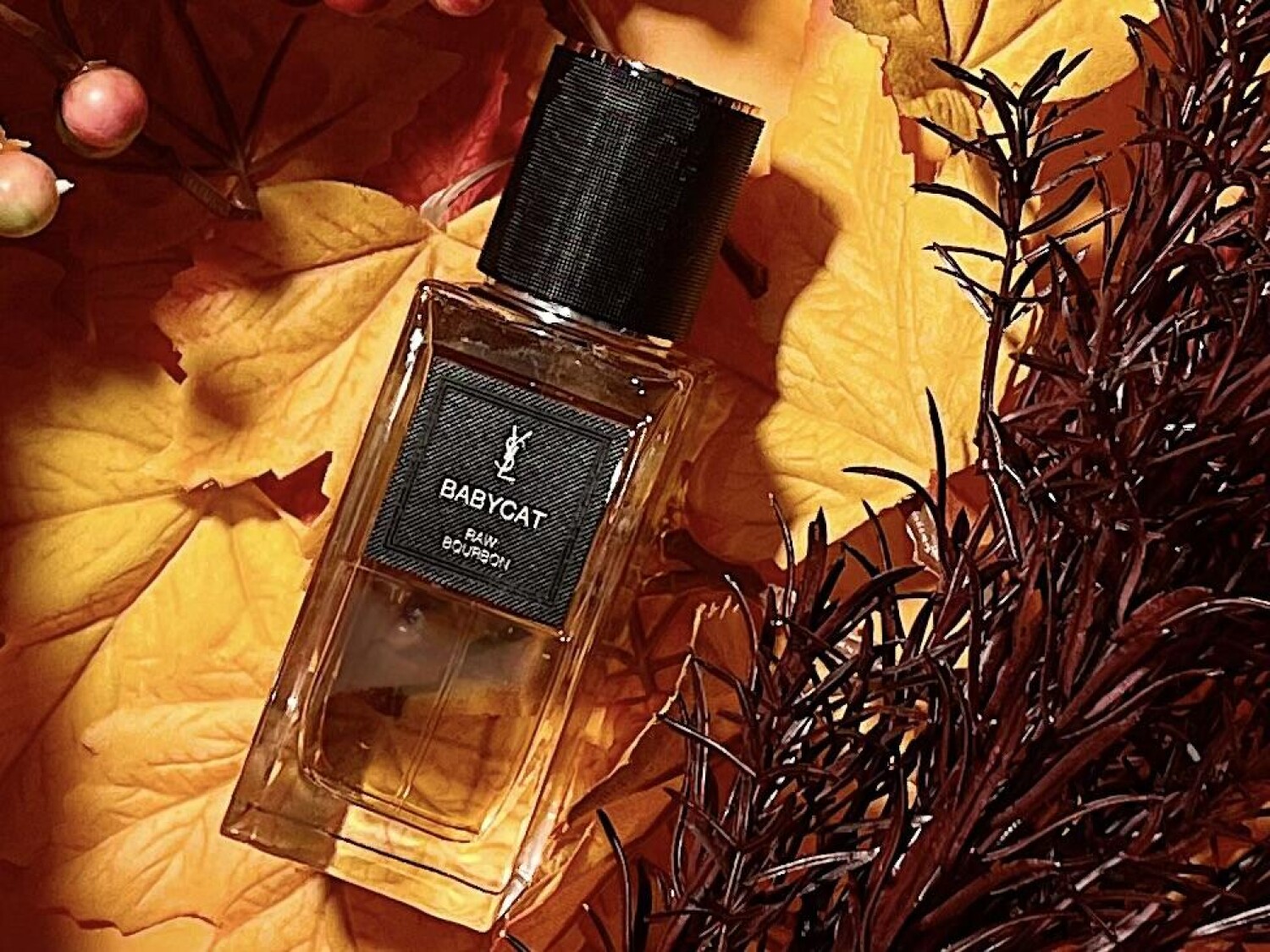 Babycat Raw Bourbon Yves Saint Laurent perfume - a new fragrance for ...