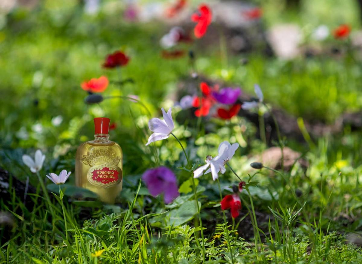 Красная Москва (Red Moscow) Новая Заря (The New Dawn) perfume - a ...