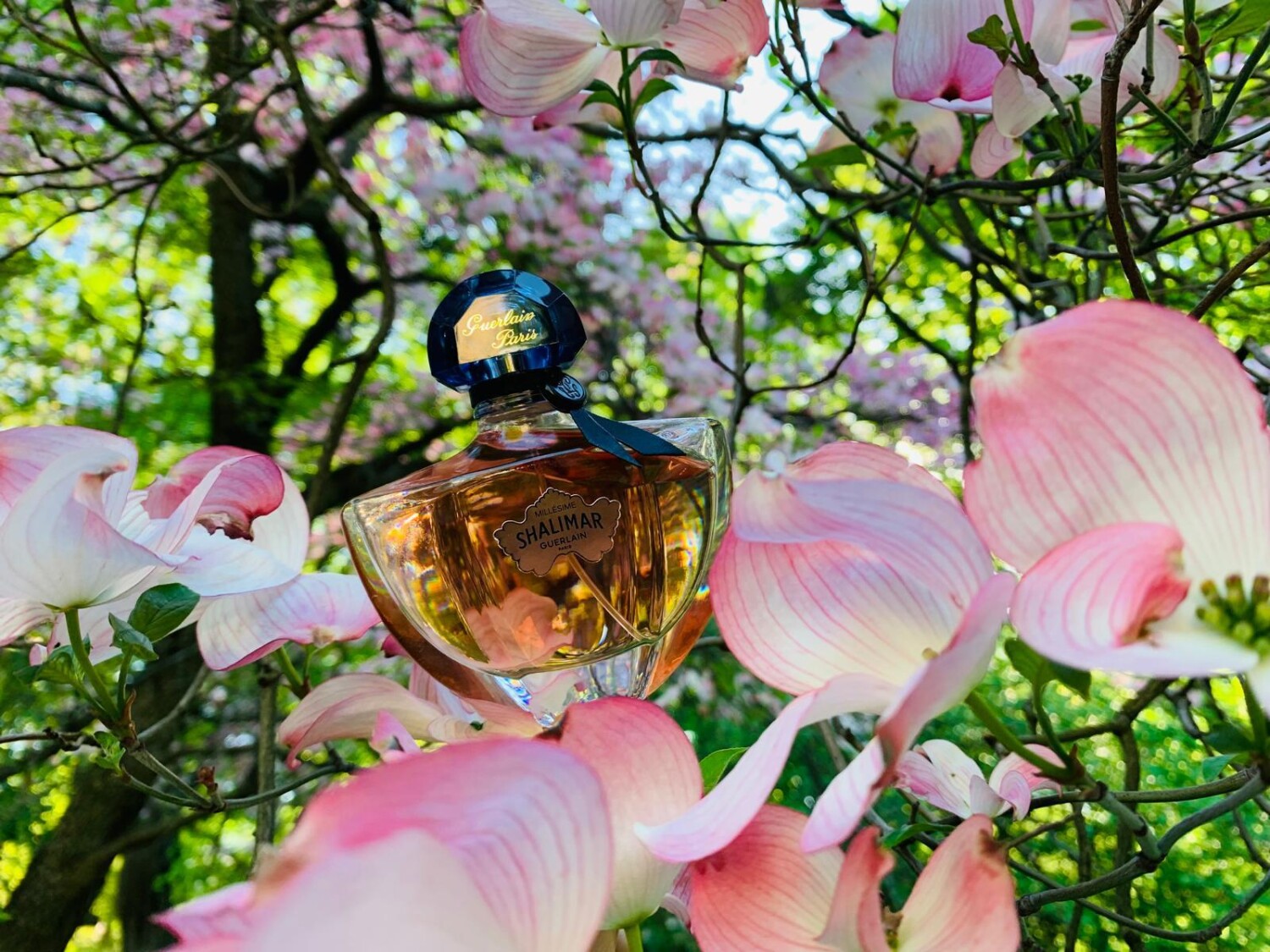 Shalimar Millesime Rose Guerlain perfume - a new fragrance for women 2026
