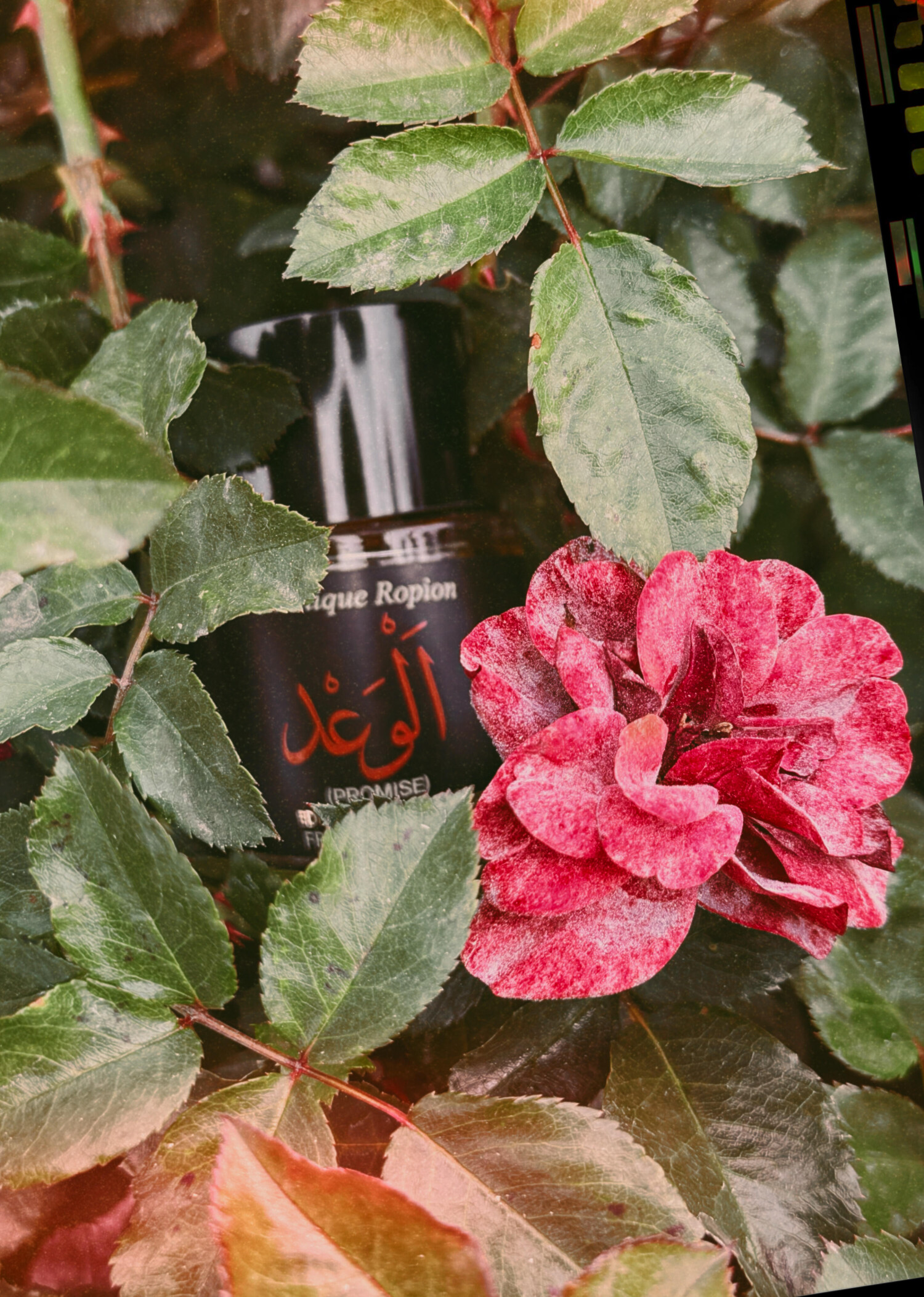 Promise Frederic Malle Editions de Parfums perfume - a fragrance for ...