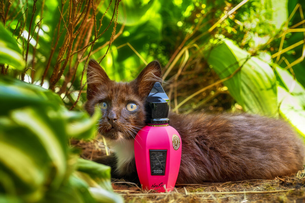 Duran Duran NeoRio Xerjoff perfume - a new fragrance for women and men 2025