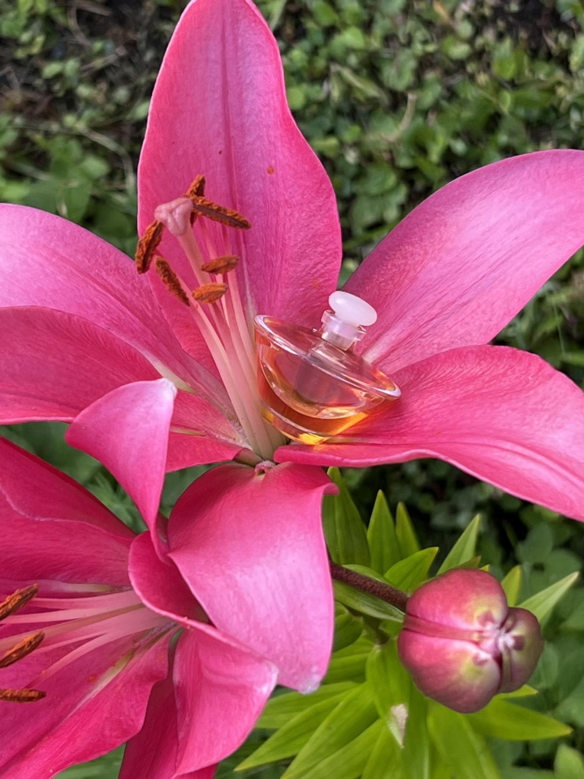 Tuscany Per Donna Aramis perfume - a fragrance for women 1992