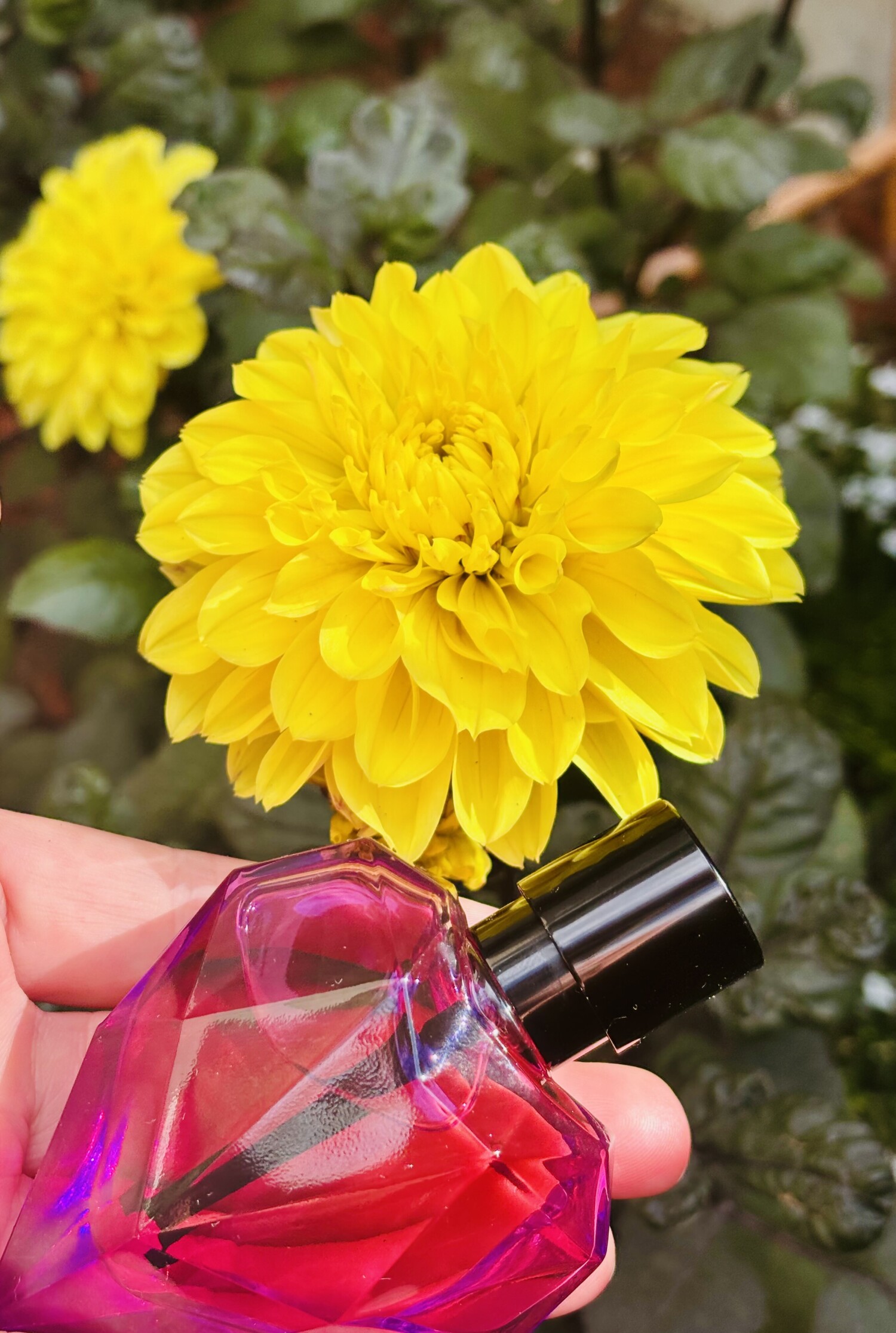 Loverdose Diesel perfume - a fragrance for women 2011