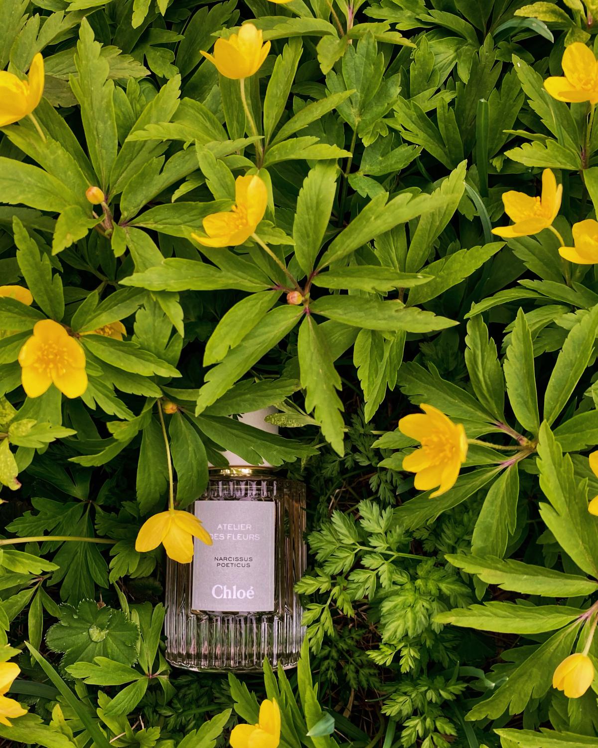 Narcissus Poeticus Chloé perfume - a fragrance for women 2021