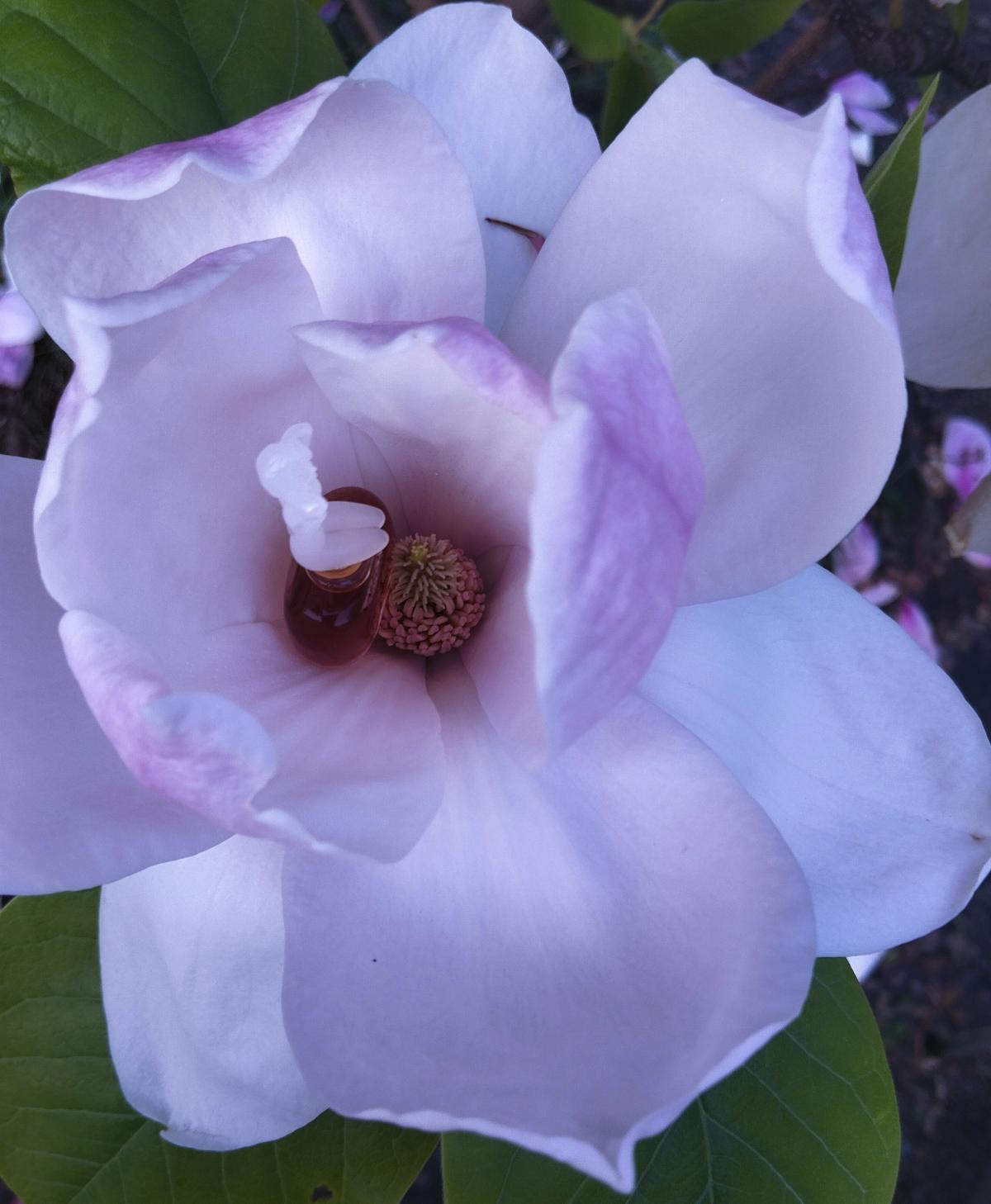 Isadora Isadora Paris perfume - a fragrance for women 1976