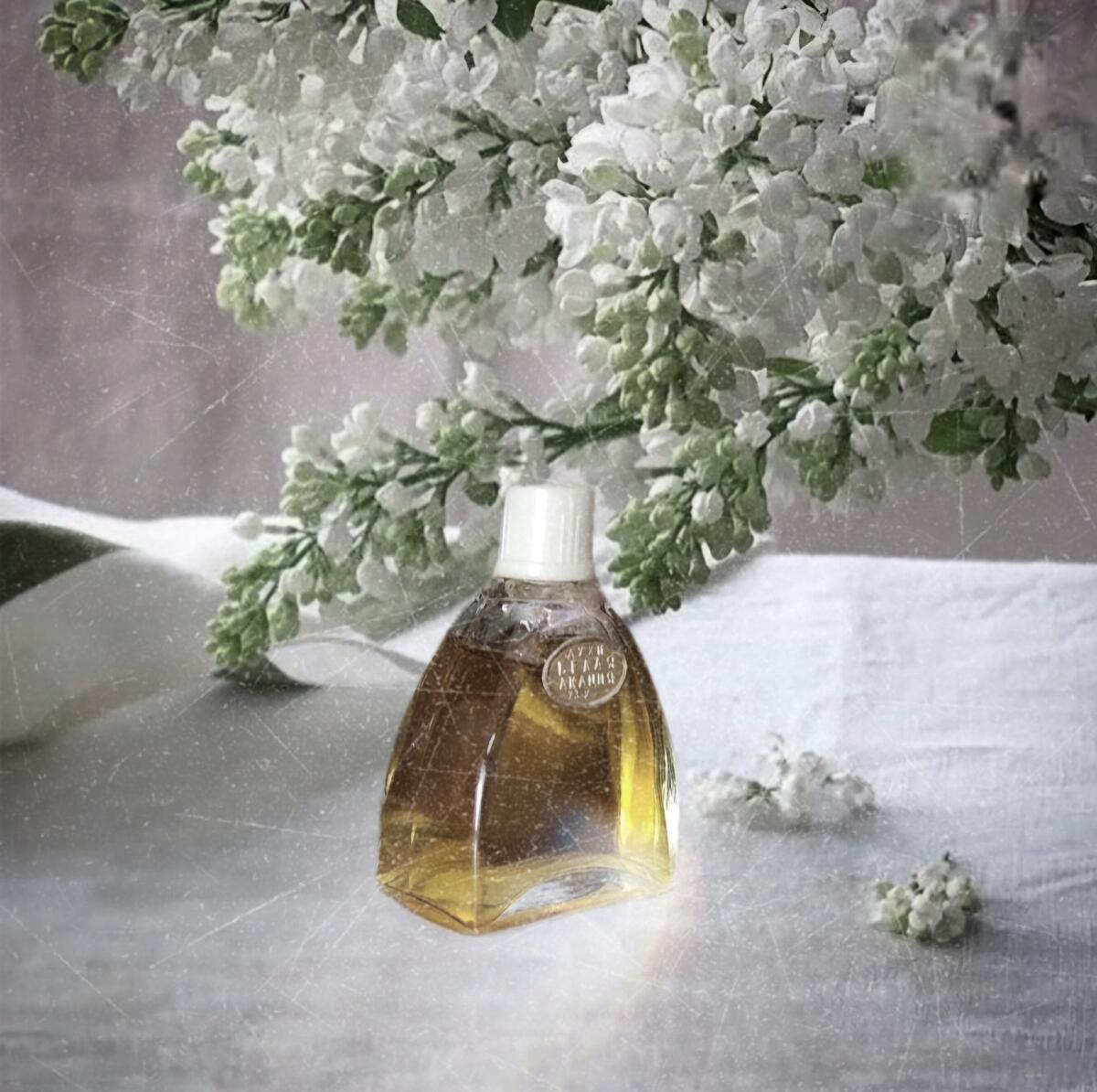 Белая Акация (White Acacia) Северное сияние perfume - a fragrance for ...