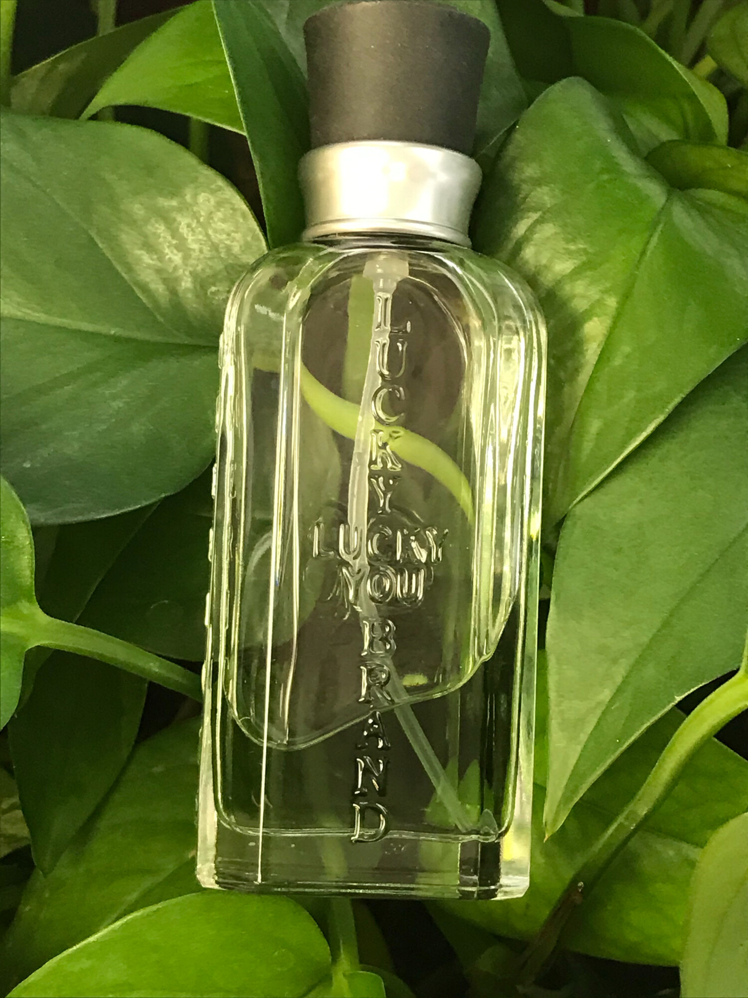 Lucky You For Men Lucky Brand Cologne A Fragrance For Men 2000 Lucky You For Men Lucky Brand Cologne A Fragrance For Men 2000