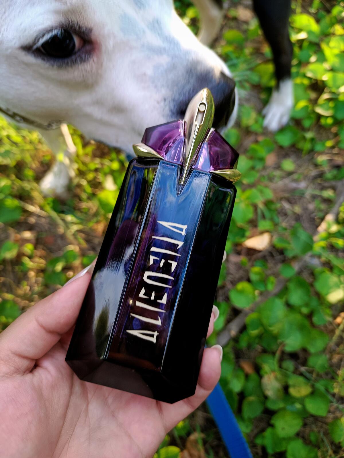 Alien Mugler perfume - a fragrance for women 2005