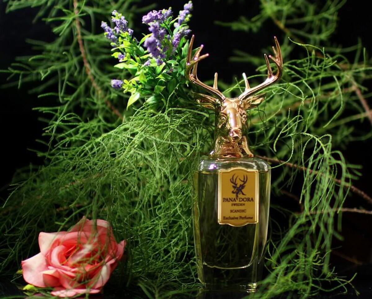 Scandic Pana Dora perfume - a new fragrance for women and men 2024