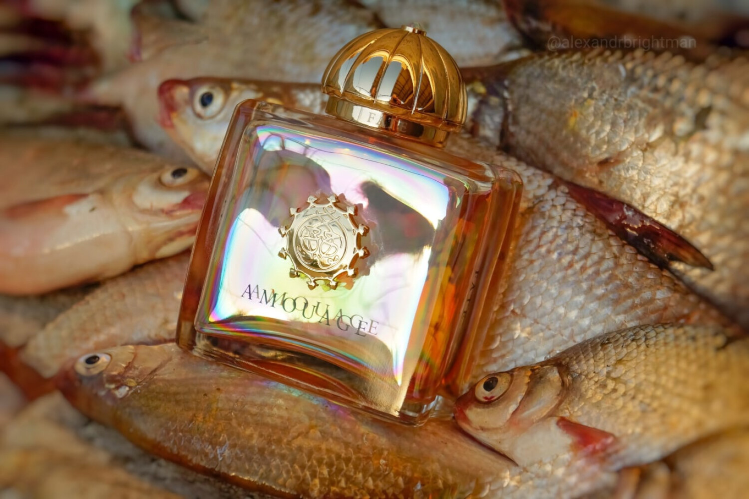 Fate Woman Amouage perfume - a fragrance for women 2013