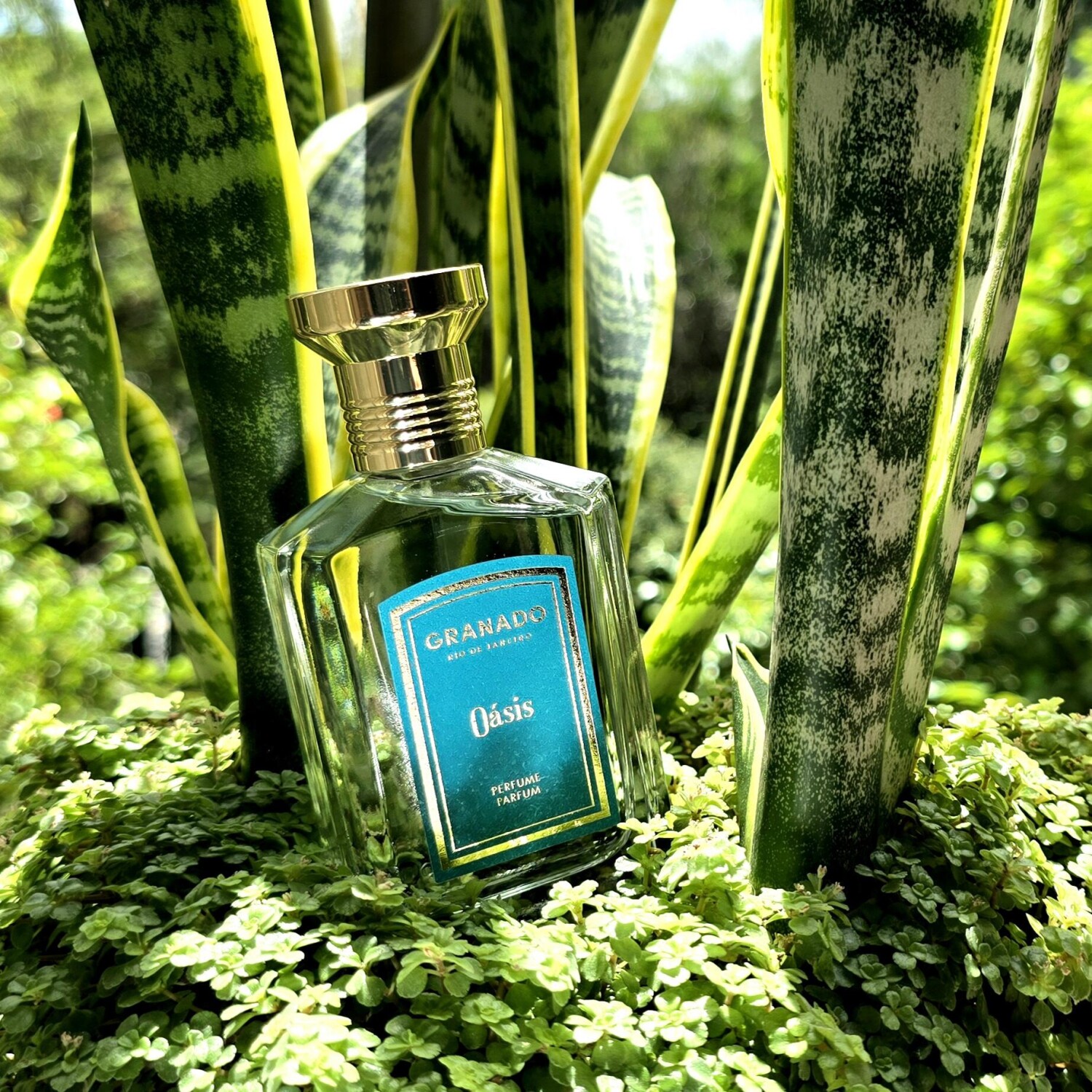 Oásis Granado perfume - a new fragrance for women and men 2024