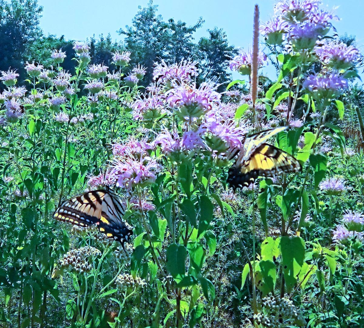 Miu Miu Miu Miu perfume - a fragrance for women 2015