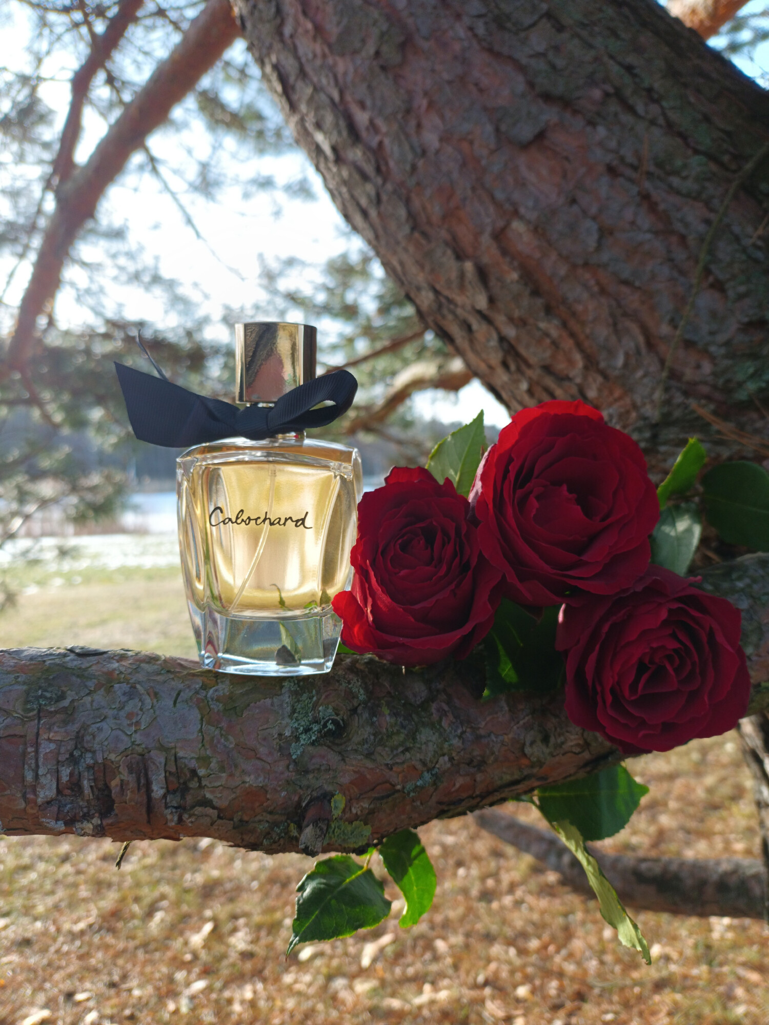 Cabochard Eau de Toilette 2019 Grès perfume - a fragrance for women 2019