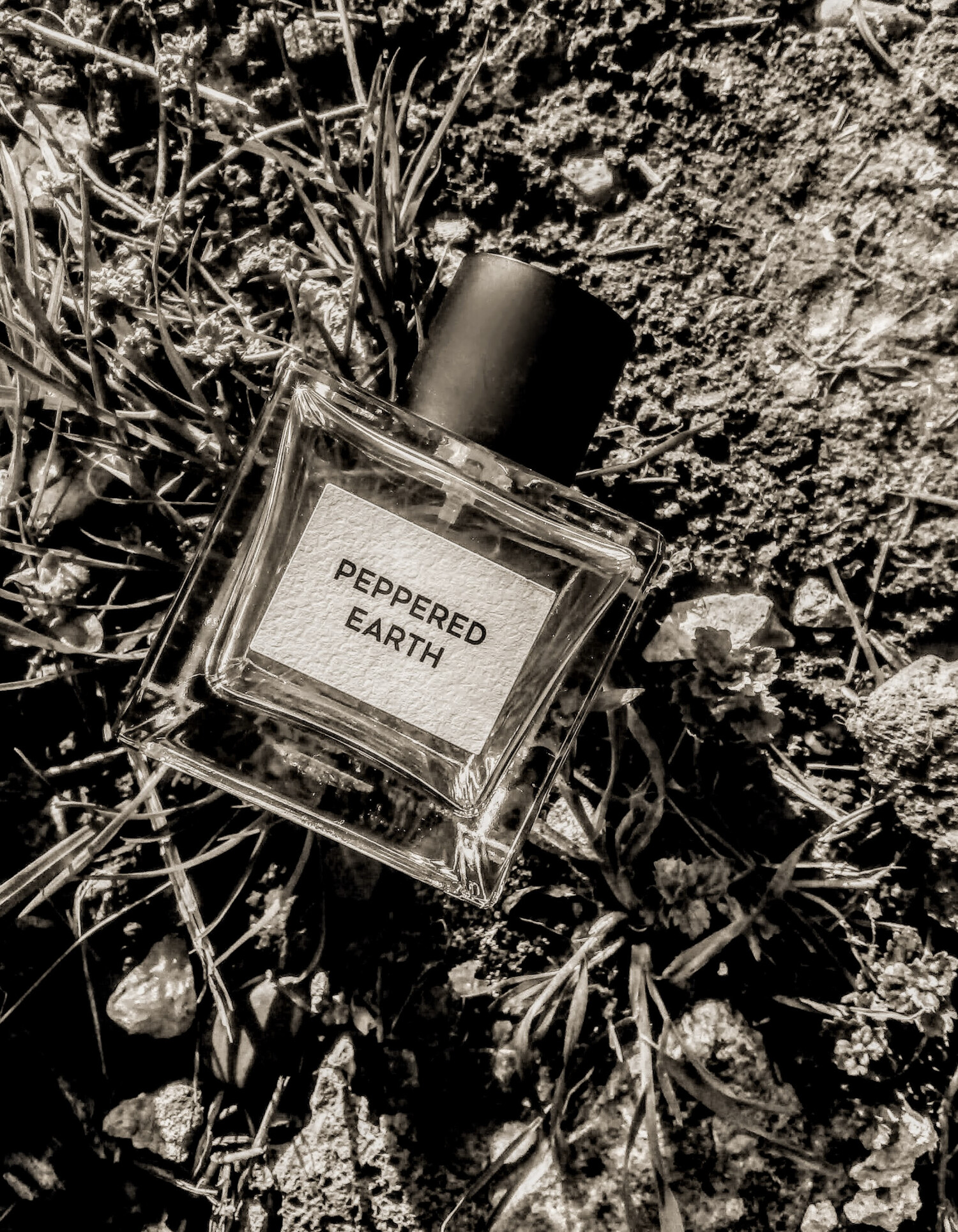 Peppered Earth The Perfume Shop perfume - a fragrance for women and men ...