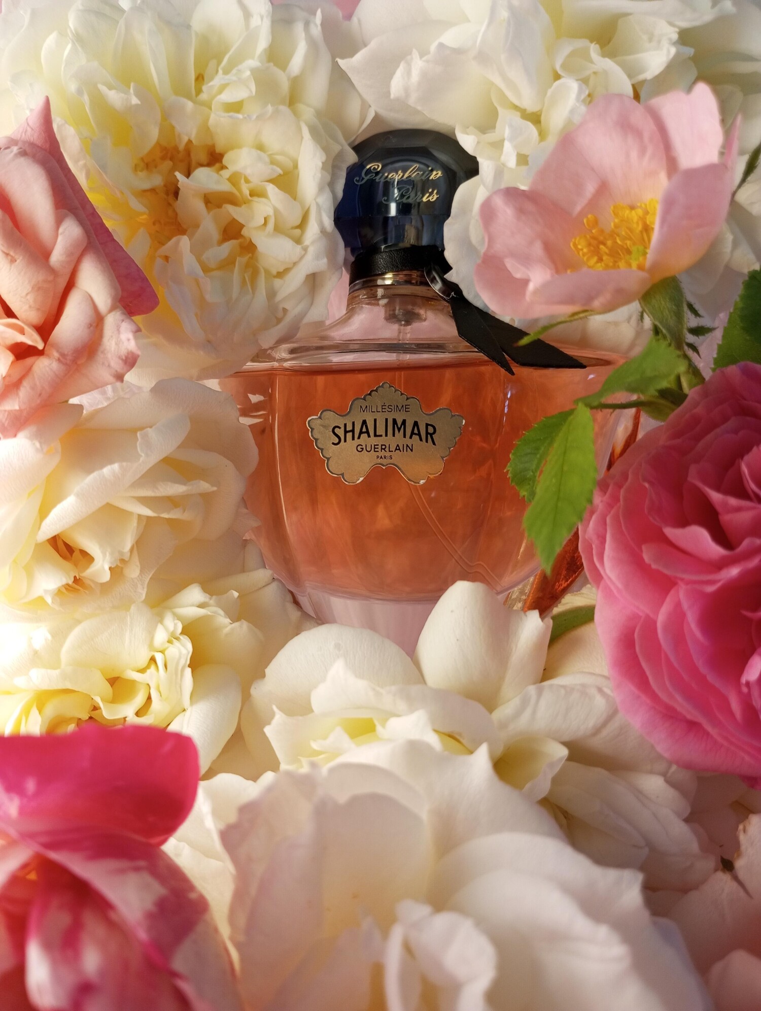 Shalimar Millesime Rose Guerlain perfume - a new fragrance for women 2026