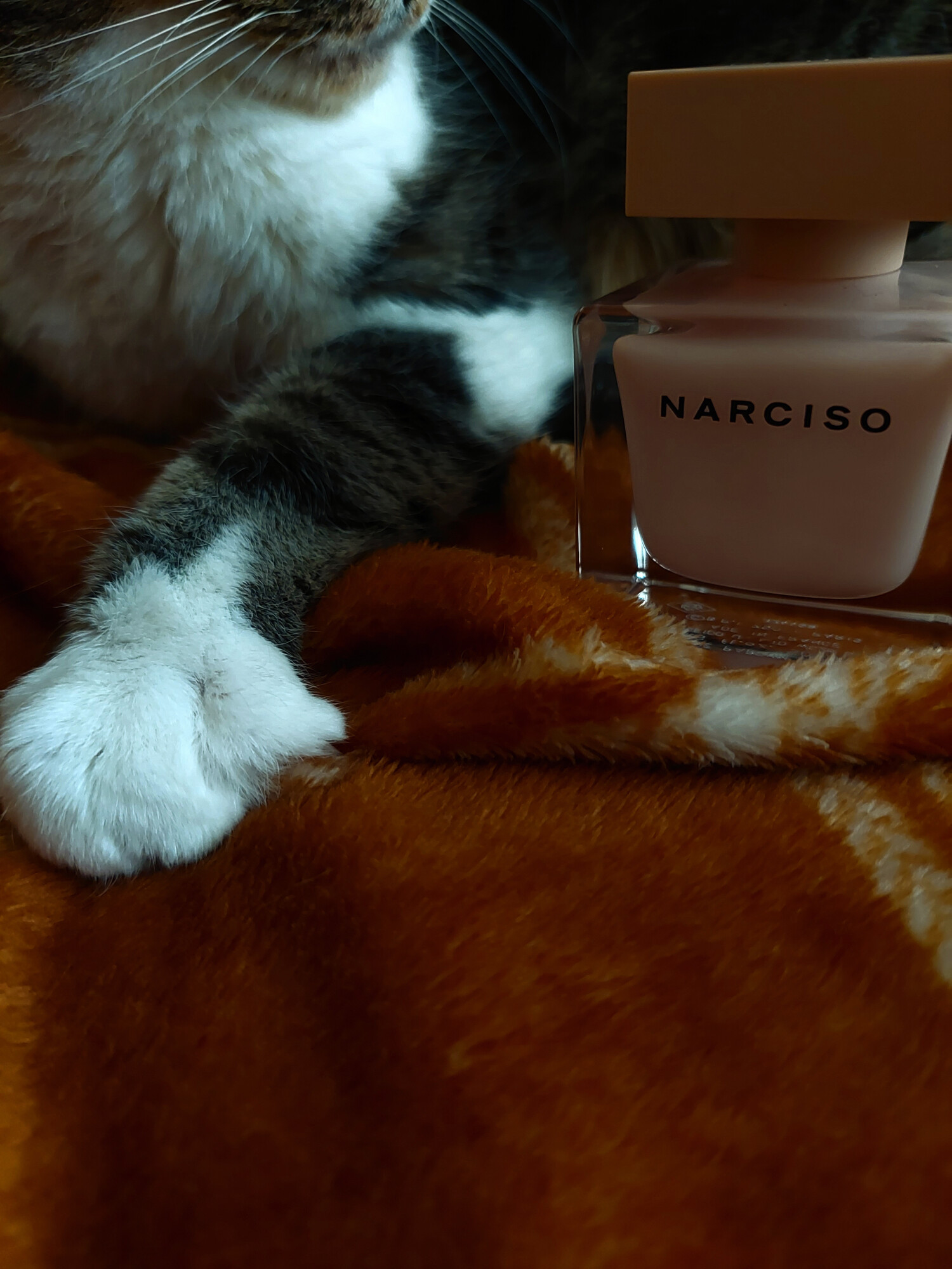 Narciso Poudree Narciso Rodriguez perfume - a fragrance for women 2016
