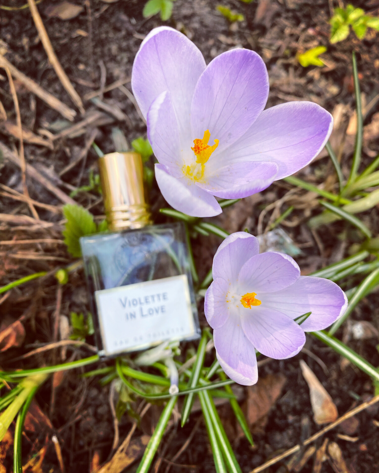 Violette in Love Nicolai Parfumeur Createur parfum - een geur voor ...