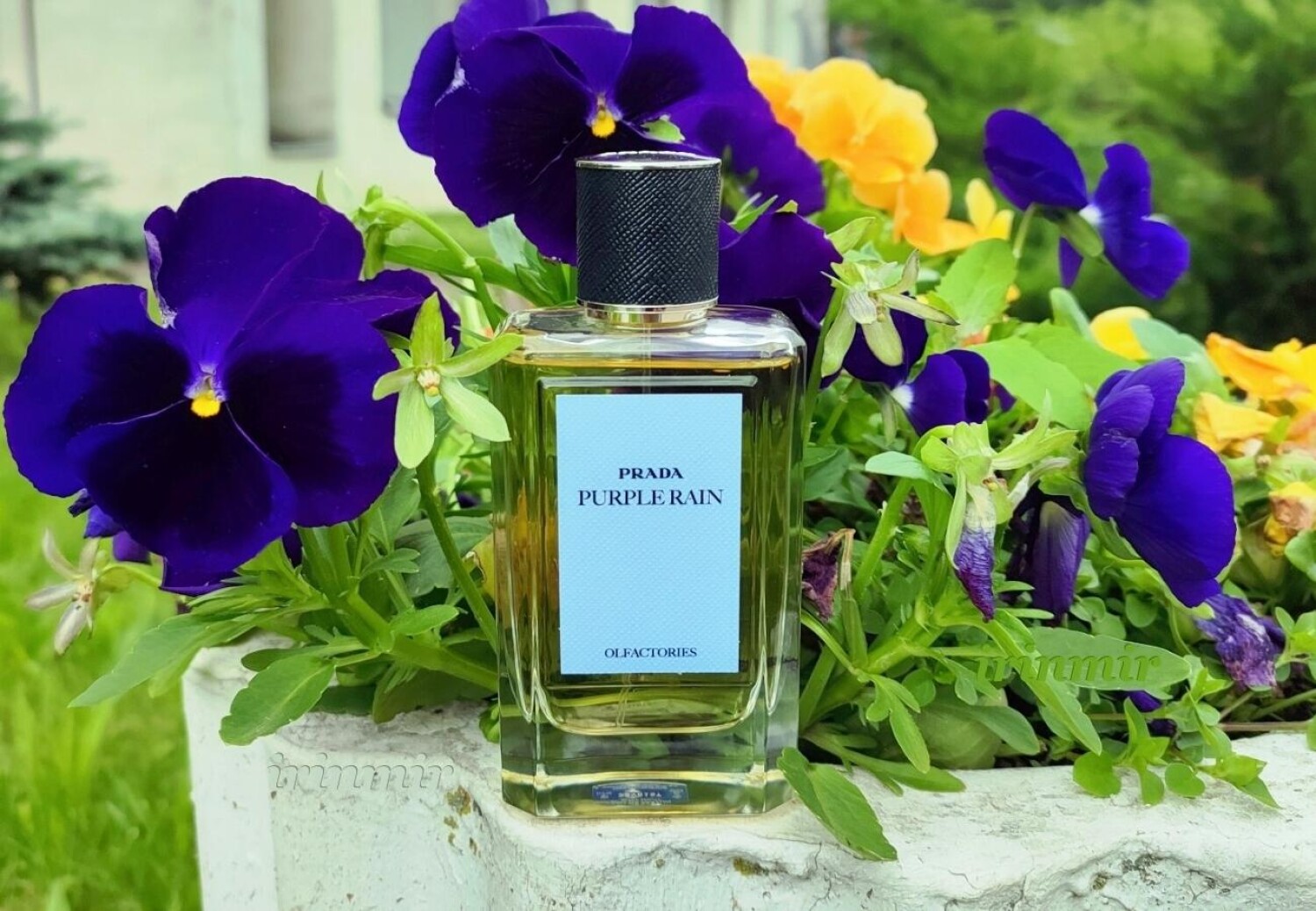 Purple Rain Prada perfume - a fragrance for women and men 2015