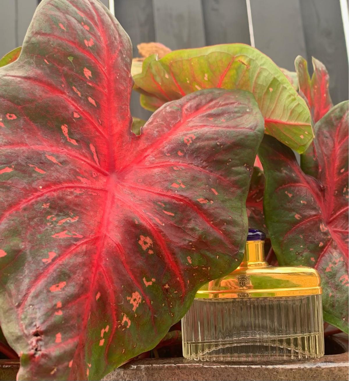 Victoria Eau de Cologne Victoria's Secret perfume - a fragrance for ...