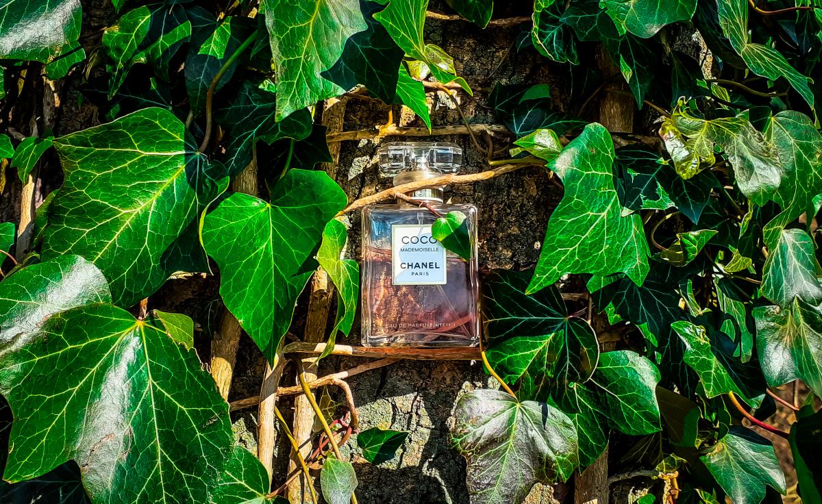 Coco Mademoiselle Intense Chanel perfume - a fragrance for women 2018