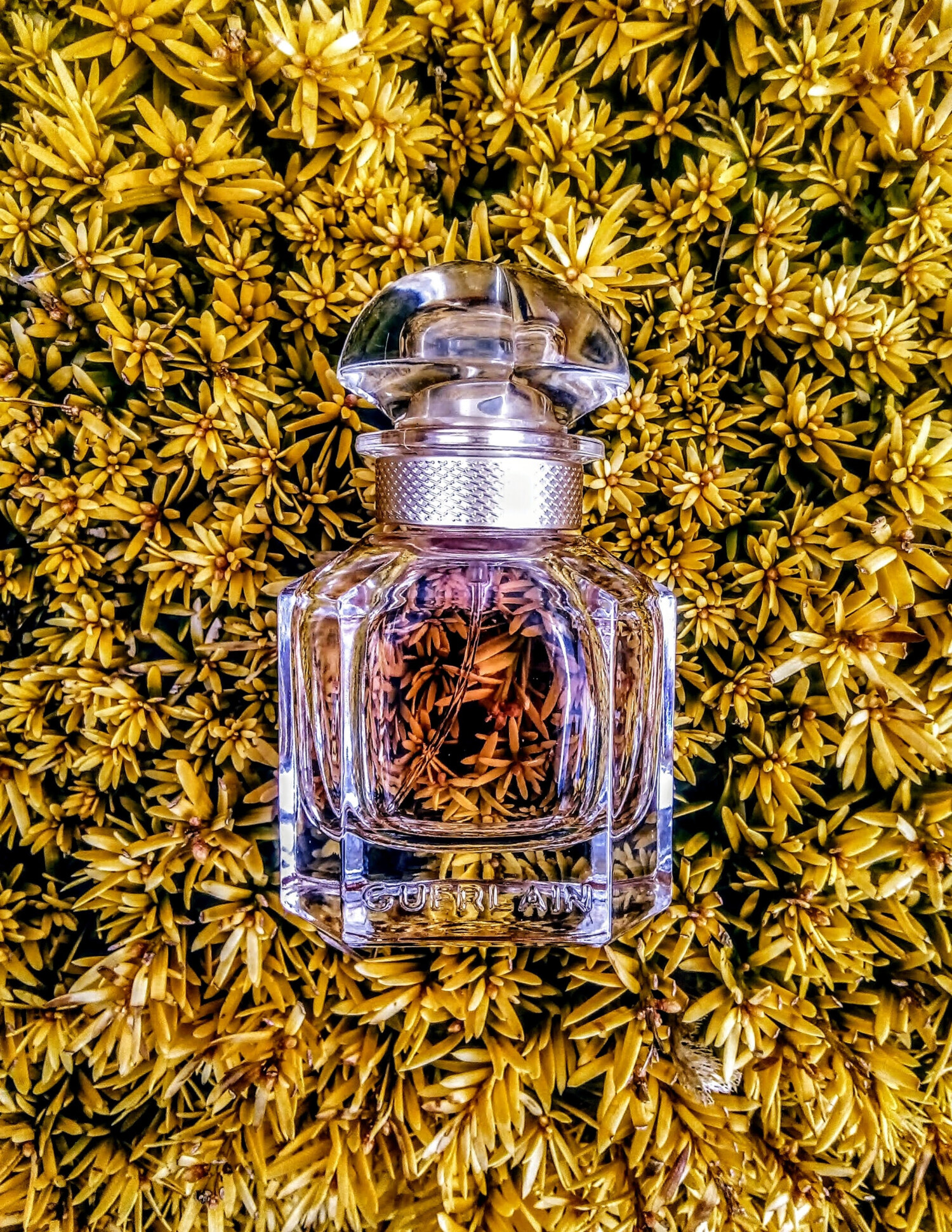 Mon Guerlain Guerlain parfum - un parfum pour femme 2017