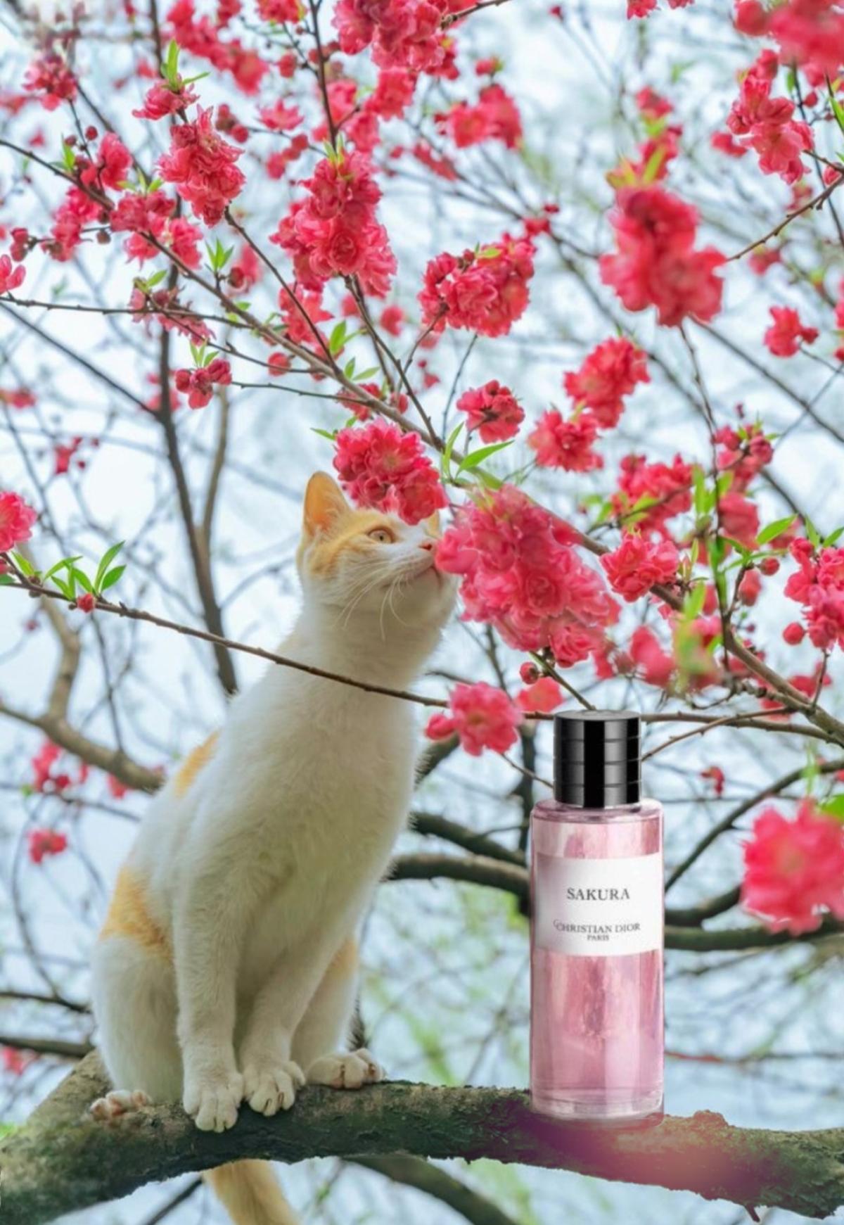 Sakura Dior perfume - a fragrance for women and men 2018