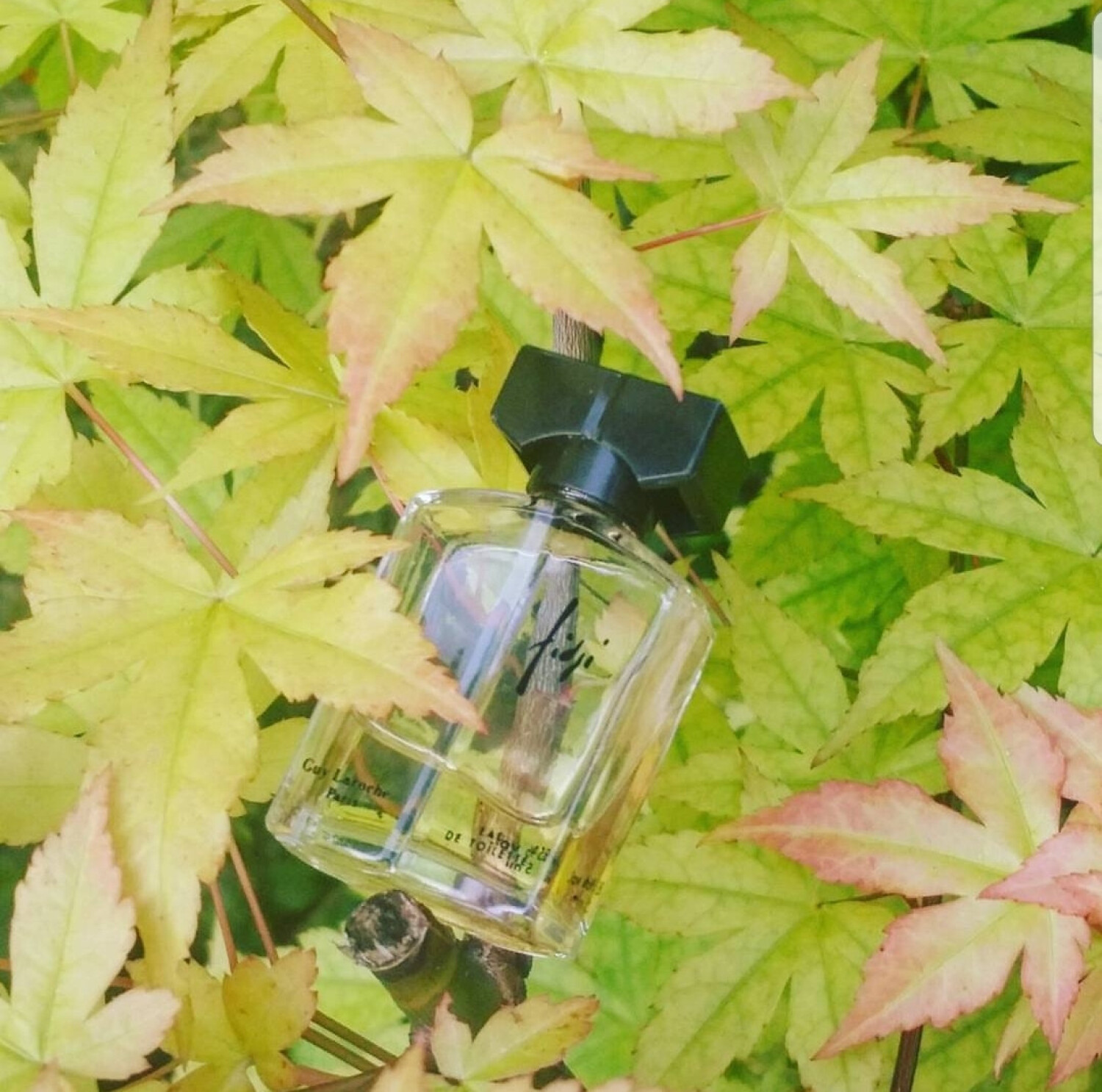 Fidji Eau de Toilette Guy Laroche perfume - a fragrance for women 1966