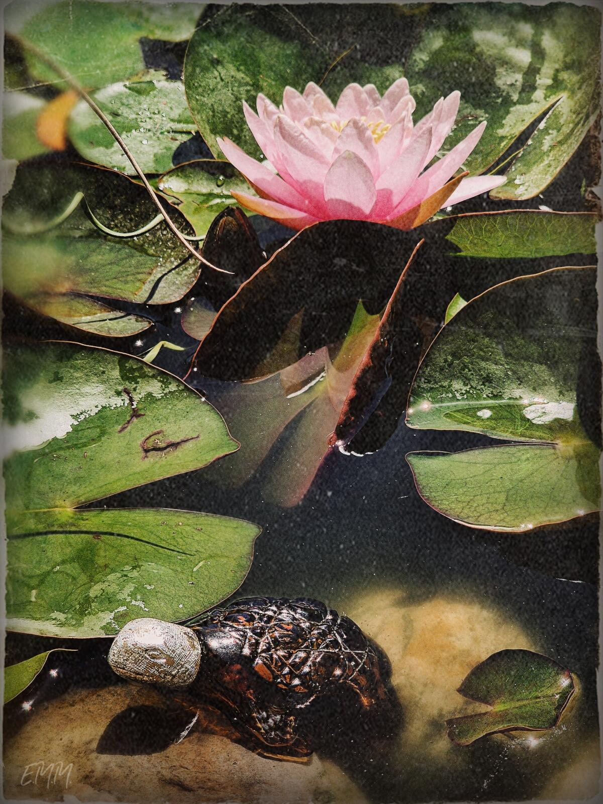 Moonwind Avon perfume - a fragrance for women 1971