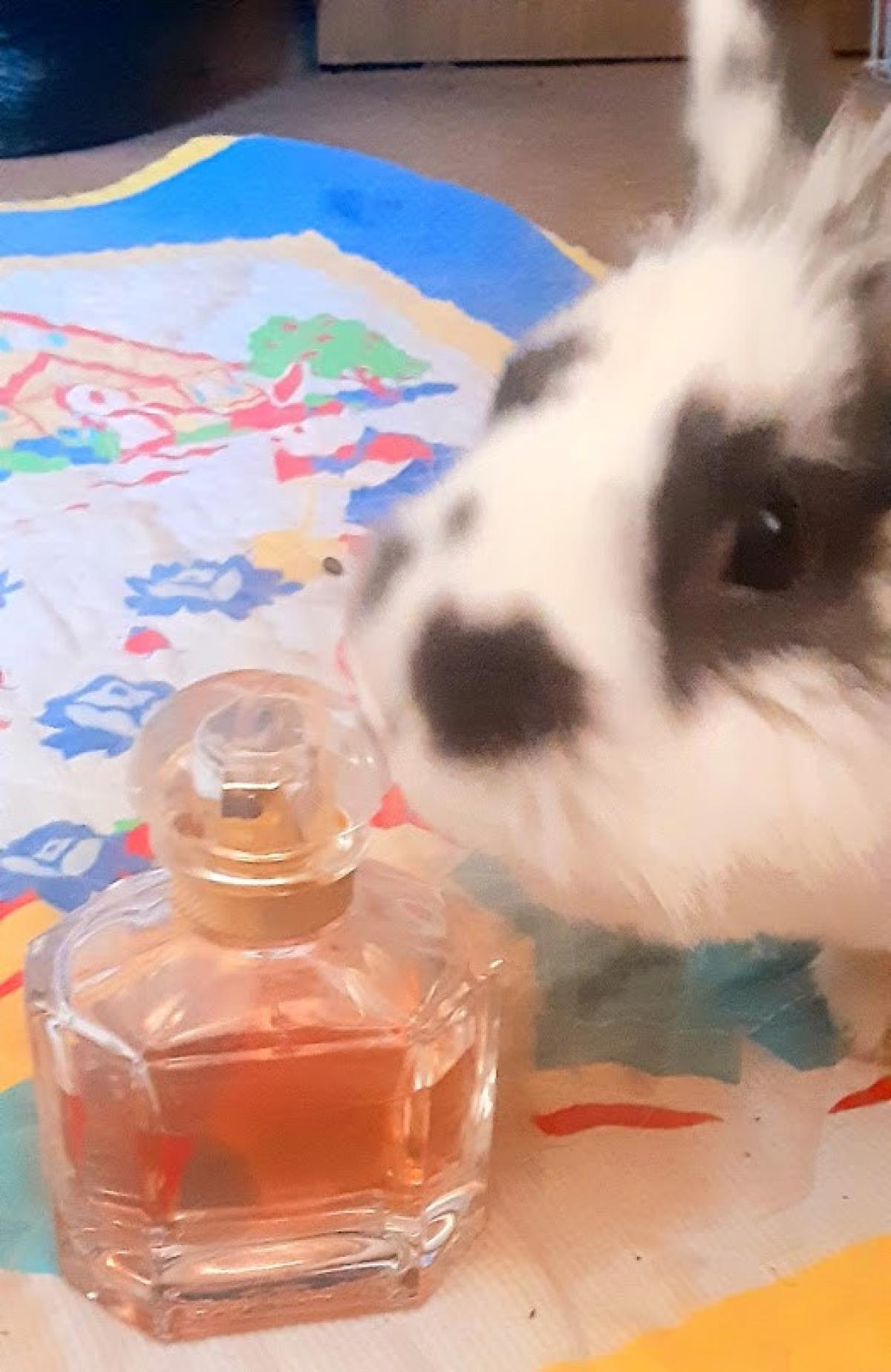 Abby Normal ~ Just a bit of fragrance and furry-friend fun: Bunny Bun ...