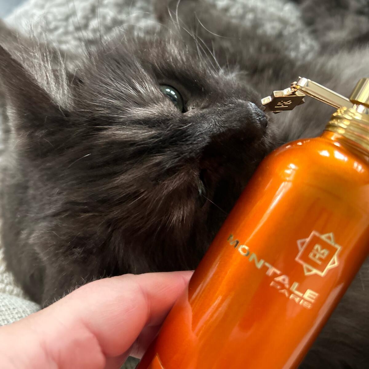 Orange Flowers Montale perfume - a fragrance for women and men 2015