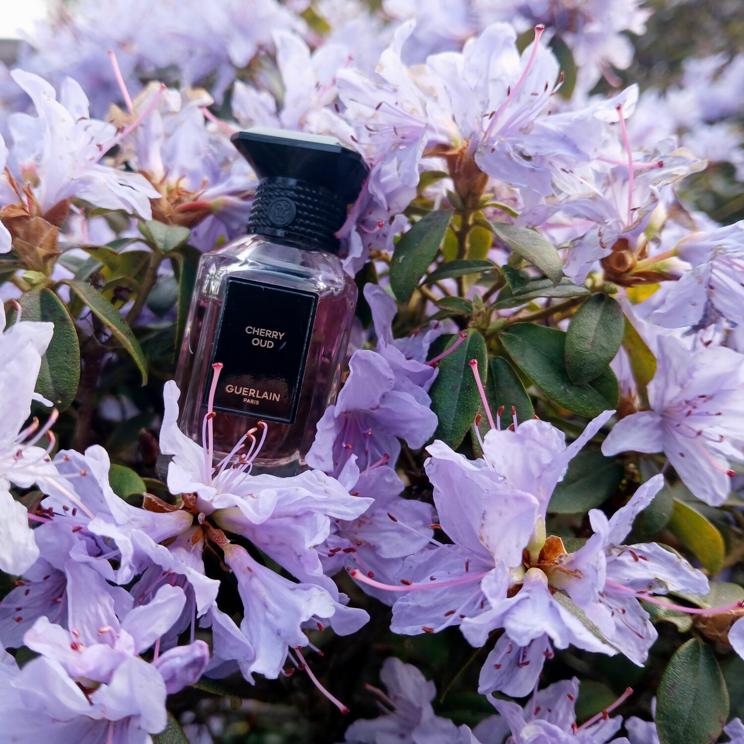 Cherry Oud Guerlain perfume - a fragrance for women and men 2022