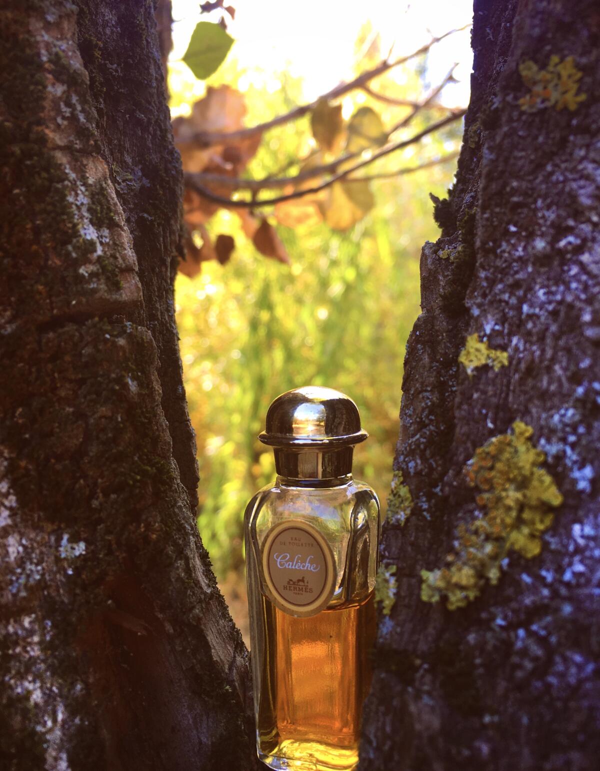 Caleche Hermès perfume - a fragrance for women 1961