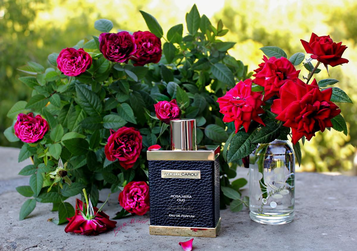 Rosa Nera Oud Angelo Caroli perfume - a fragrance for women and men 2018