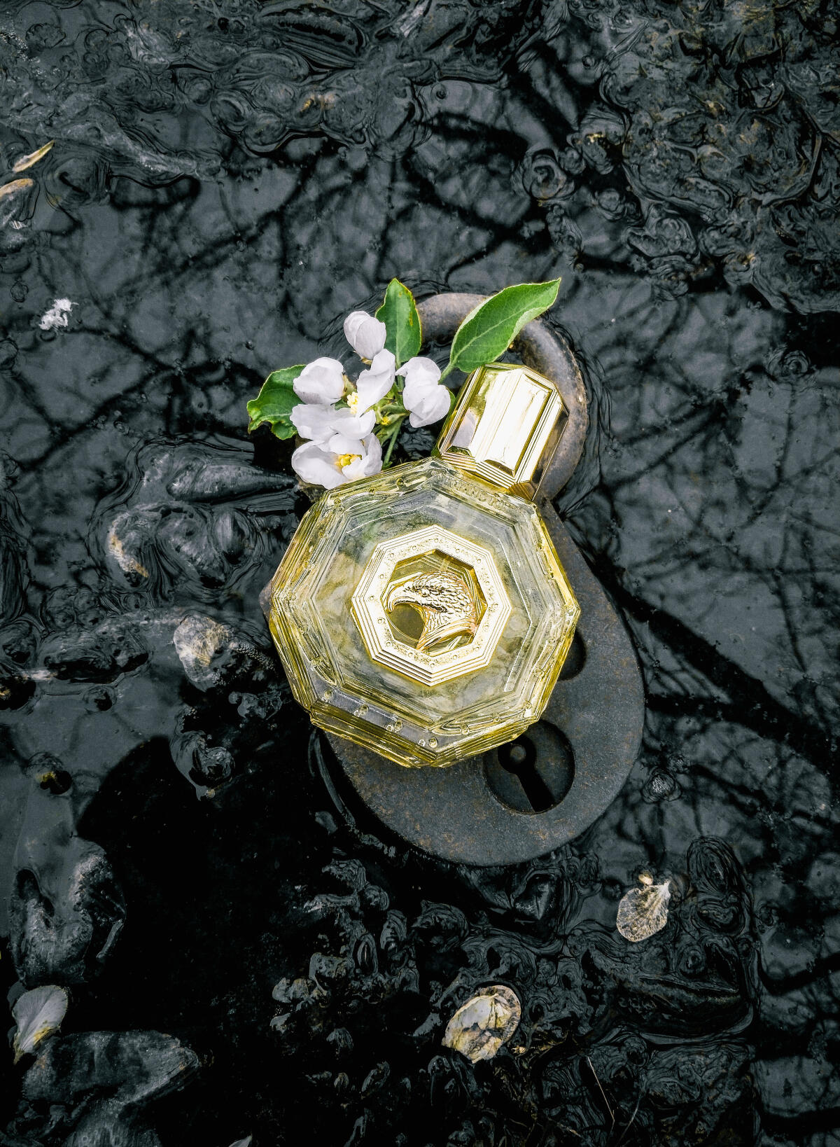 Royal Eagle Gold Stefano Ricci cologne - a fragrance for men