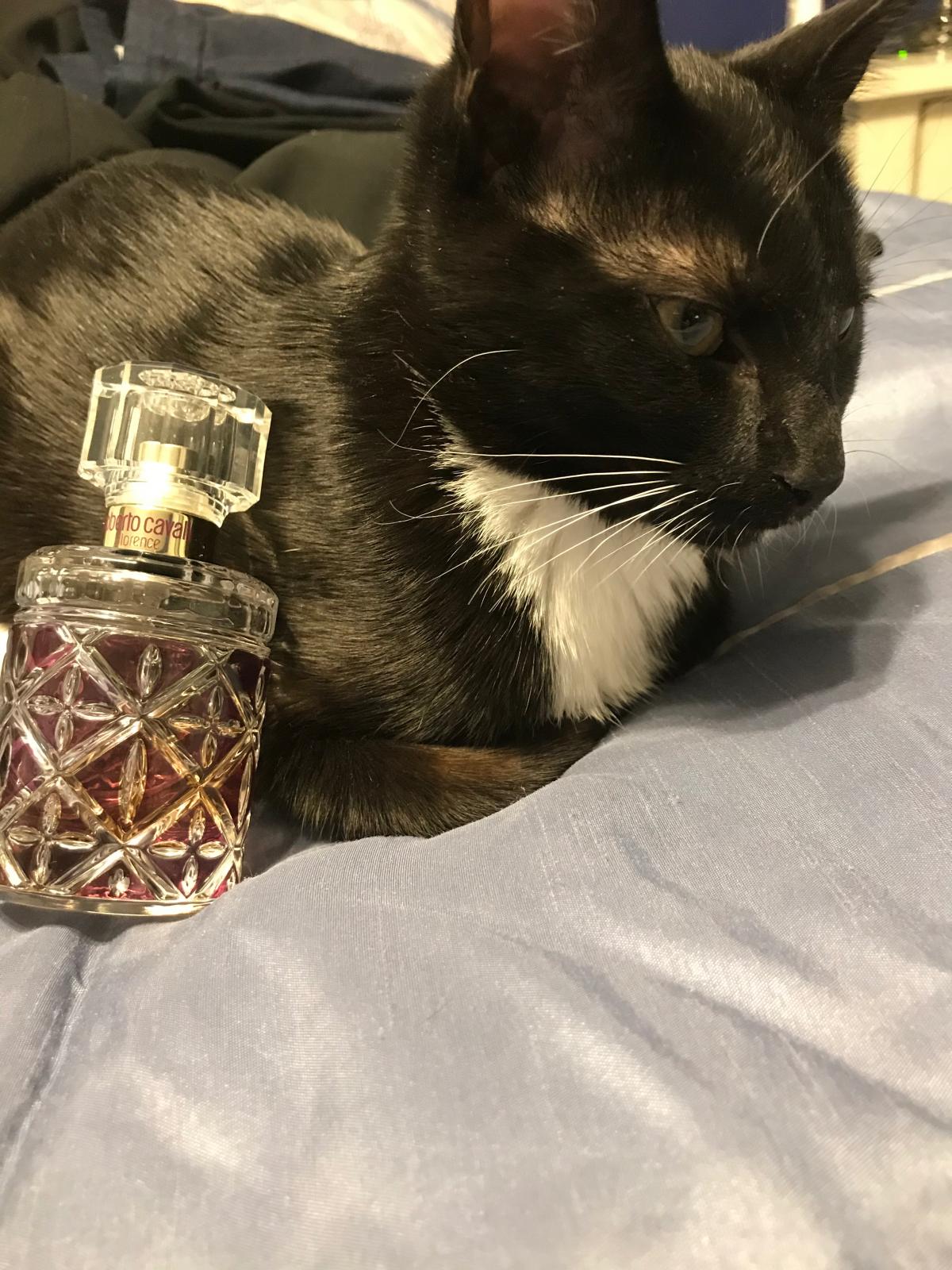 Florence Roberto Cavalli perfume - a fragrance for women 2017