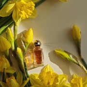 Antilope Weil perfume - a fragrance for women 1946