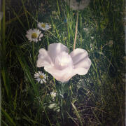 Anais Anais Flower Edition Cacharel άρωμα - ένα άρωμα για γυναίκες 2007