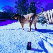 Alien Mugler perfume - a fragrance for women 2005