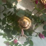Rose Splendide Goutal perfume - a fragrance for women 2010