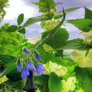 Dali Parfum Salvador Dali perfume - a fragrance for women 1983