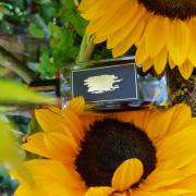 Insomnia Faviol Seferi perfume - a fragrance for women and men 2017