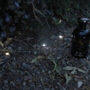 A Midnight Stroll Gucci perfume - a fragrance for women and men 2020