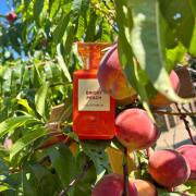 Bright Peach Maison Alhambra perfume - a fragrance for women and men