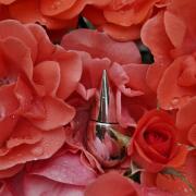 Silver Rain La Prairie perfume - a fragrance for women 2004